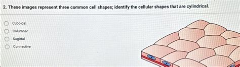 Solved These Images Represent Three Common Cell Shapes