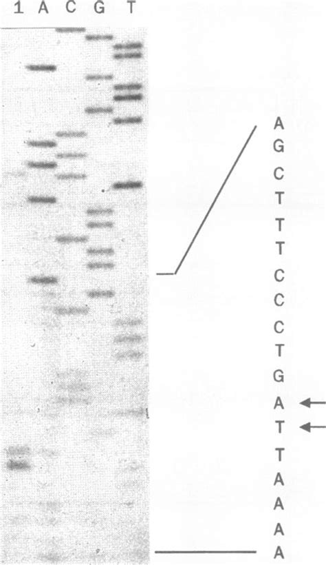Primer Extension Analysis Of The Transcriptional Start Site In Front Of Download Scientific