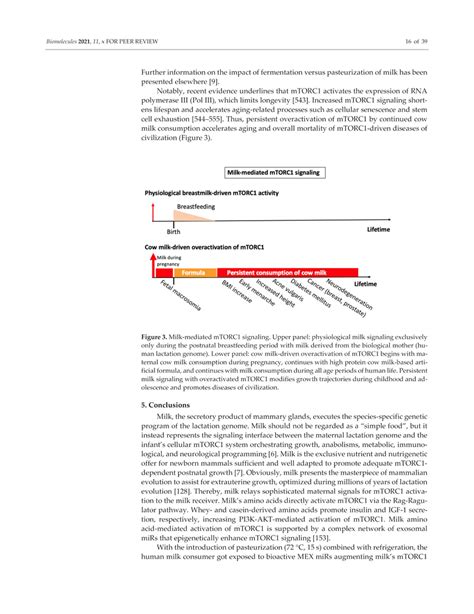 Milk Mediated MTORC1 Signaling Upper Panel Physiological Milk