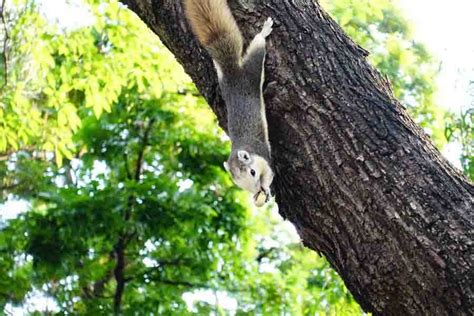Squirrels Climbing Trees How Do Squirrels Climb