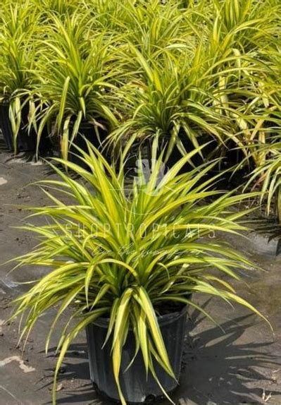 Pandanus Variegated Shoptropicals
