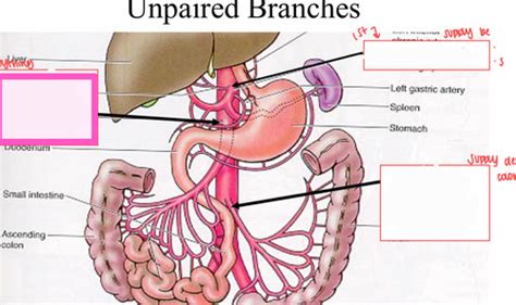 DIgestive System I II Flashcards Quizlet
