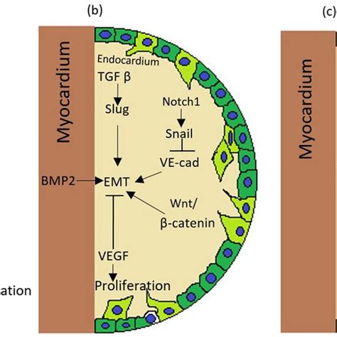 Endocardial Cushion A Formation B Endmt And C Growth Download