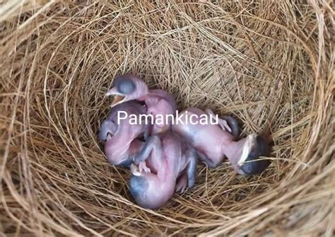 Panduan Ternak Murai Batu Lengkap Dari A Z Bagi Pemula Pamankicau