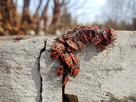 Nền Nhiều Con Bọ đỏ đang Tắm Nắng ở đá Canada Lính Bọ Hình Chụp Và Hình ảnh Để Tải Về Miễn Phí