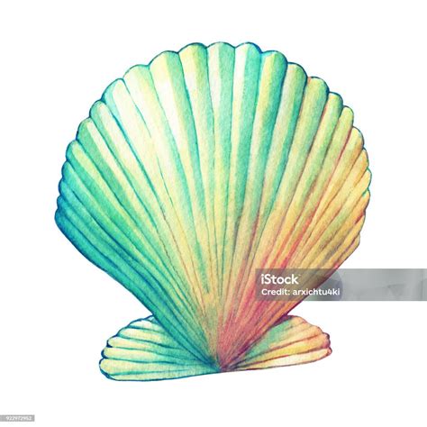 바다 조개의 삽화입니다 해양 디자인입니다 핸드는 흰색 바탕에 수채화 그림을 그려 구도에 대한 스톡 벡터 아트 및 기타 이미지 구도 굴 껍데기 Istock