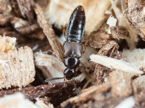 Dalotia Coriaria Iriis