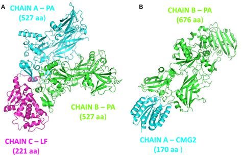 Complex Structures A Papalf Trimeric Complex Pdb 3kwv B