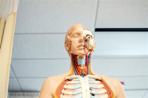 Anatomy Of The Scalp