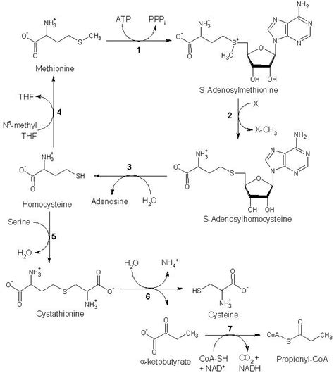 Transsulfuration Pathway Alchetron The Free Social Encyclopedia