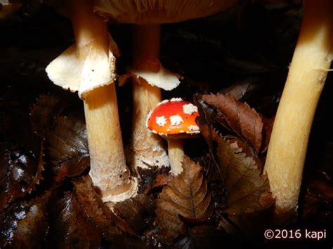 ベニタングタケ紅天狗茸