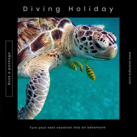 Turtle Frame Images Free Photos Png Stickers Wallpapers