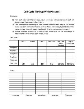 Cell Cycle Timing With Pictures By Simple Science Investigations
