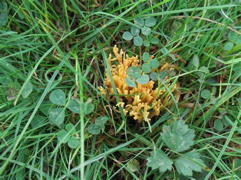 Grassland Fungi And Waxcaps Fully Booked Herefordshire Meadows
