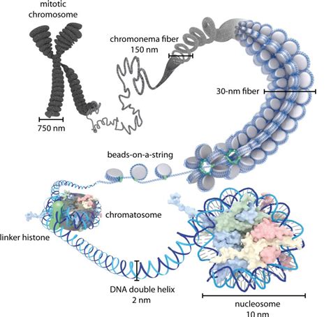 Histones H