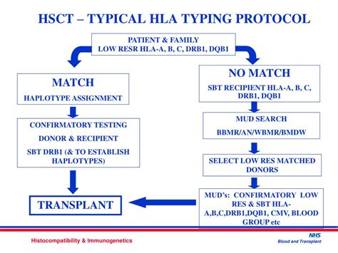 PPT PRINCIPLES OF HLA TYPING HLA MATCHING IN HSCT David Smillie H I NHSBT Sheffield