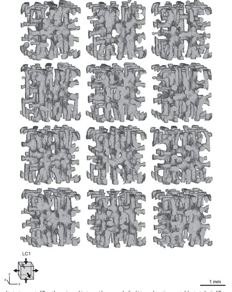 Figure 2 From Validation Of A Bone Loading Estimation Algorithm For