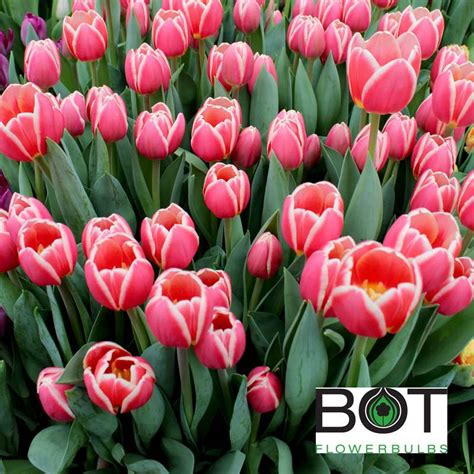 Bucuresti Bot Flowerbulbs