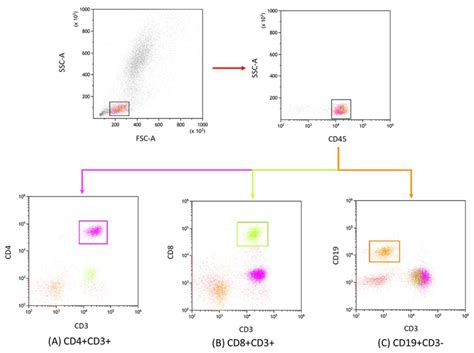 Flow Cytometric Analysis And Gating Schema This Illustration Depicts