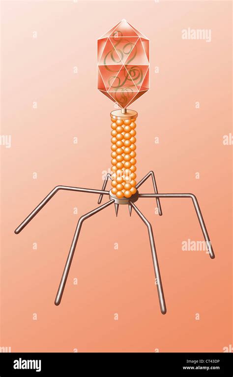 Enterobacteria Phage T2 An Overview Sciencedirect Topics 51 Off