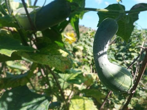 Selective Focus Of Cucumber Fruit On Its Tree During The Hot Summer Day