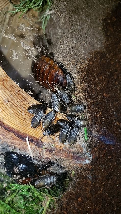 First Batch Of Nymphs R Hissingcockroach
