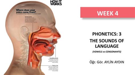 Vowels And Consonants Pdf Ear Nose And Throat Conditions Diseases And Conditions