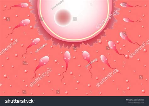 Sperm Egg Cell Fertilization Vector Stock Vector Royalty Free