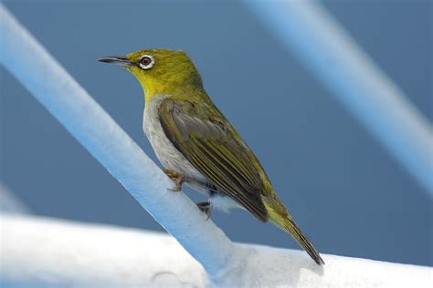 日菲繡眼 暗綠繡眼 Warbling White eye