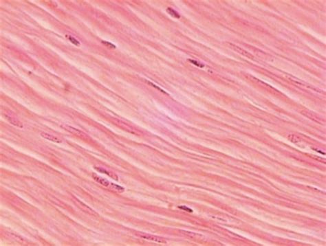 Biology Lab Exam 1 Review Flashcards Quizlet