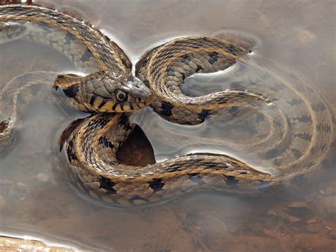 Natrix Wikipedia