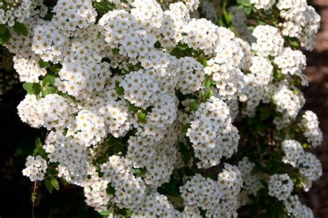 Renaissance Spirea Faller Landscape