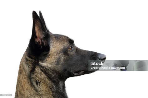 세로 유엔 Chien 버거 안테나 Malinois 수 보조 Ordres Au 관계 Vif 외 Joyeux 0명에 대한 스톡 사진