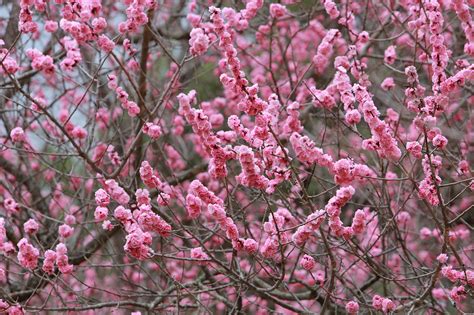 핑크 꽃 Plum Blossoms 꽃들 Pixabay의 무료 사진 Pixabay
