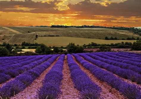 Du Lịch Provence Pháp Cánh Đồng Hoa Oải Hương