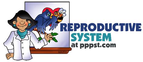 Clipart Reproductive System 20 Free Cliparts Download Images On