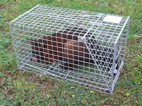 Pukeko And Possum Trip Trap Trapworks