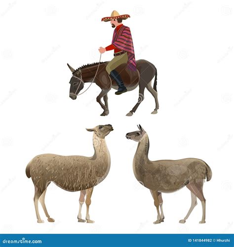 Farmer With Llamas Stock Vector Illustration Of Herdsman 141844982