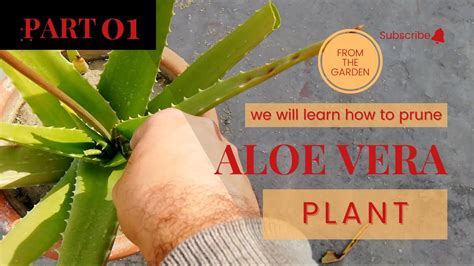 Pruning Aloe Vera Mother Plants Part 01 How To Prune Aloe Vera