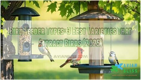 Bird Feeder Types 3 Best Varieties That Attract Birds 2025