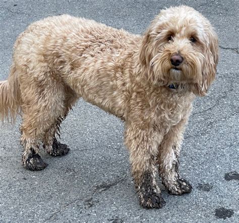 The Ulti Mutt Guide To At Home Dog Grooming Walkee Paws