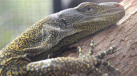 Crocodile Monitor Teeth