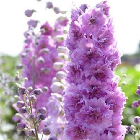 Delphinium Seeds Toadstool Seeds