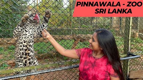 Travel Girl Pinnawala Zoo Sri Lanka Youtube