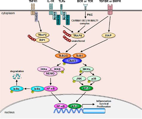 Figure 1 From Post Translational Modifications Of The Tak1 Tab Complex