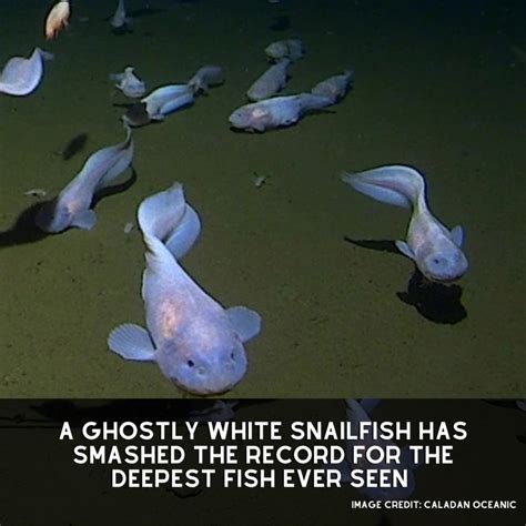 Deepest Dwelling Fish Ever Seen Is A Ghostly Snailfish Spotted More