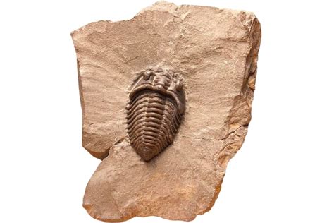 Trilobites Fossils For Sale Rock Chasing