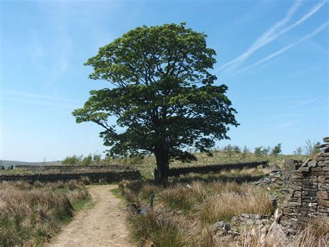 Tree Path Fields Free Photo On Pixabay Pixabay Tree Path Fields Free Photo On Pixabay Pixabay