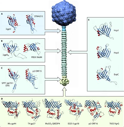 Tail Length Tape Measure Protein At Douglas Borba Blog