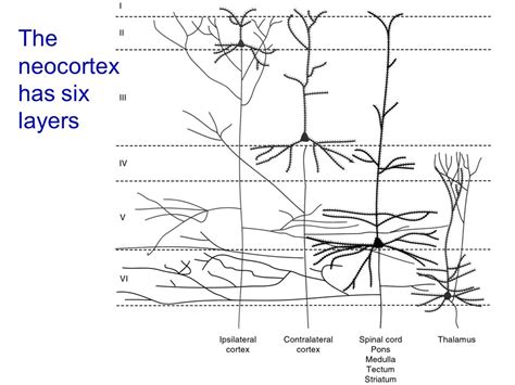 CHAPTER SENSORY SYSTEMS Ppt Download